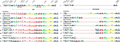 Schematic Representation Of The Azfc Region Of Chromosome Y Showing Download Scientific