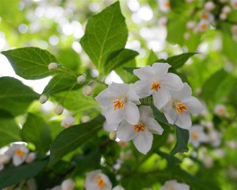 Flowering Styrax Japonicus The Japanese Snowbell Tree With Small White