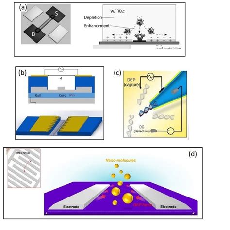 Examples Of Molecular Biosensors Combined With Dep For Analyte Download Scientific Diagram