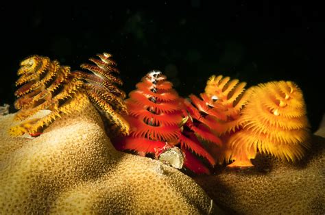 Christmas Tree Worm Facts Habitat Diet Conservation And More