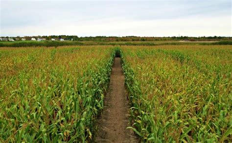 Sauchuk Farm And Corn Maze Plympton 2021 All You Need To Know Before
