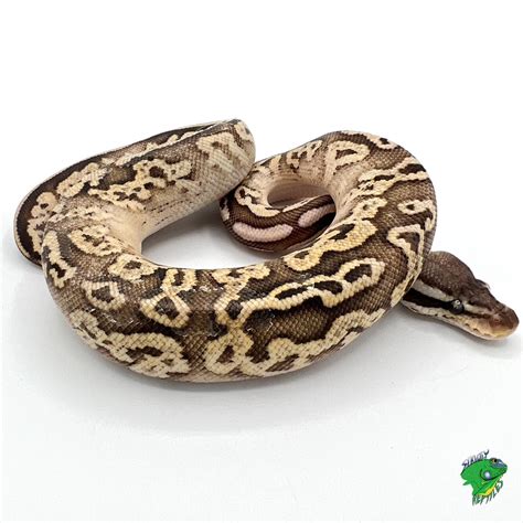 Pewter Het Pied Ball Python Hatchling Male Strictly Reptiles Inc