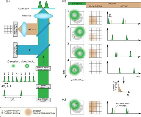 Single Molecule Imaging With Spad Array Detection H2020 Cordis European Commission