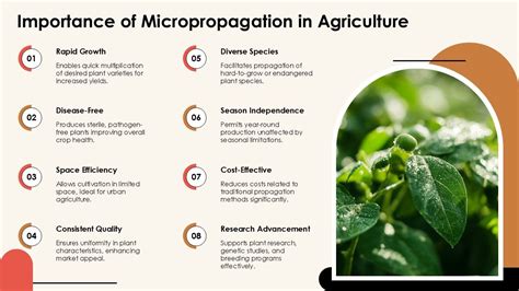 Step By Step To Micropropagation Techniques Ppt Mockup At