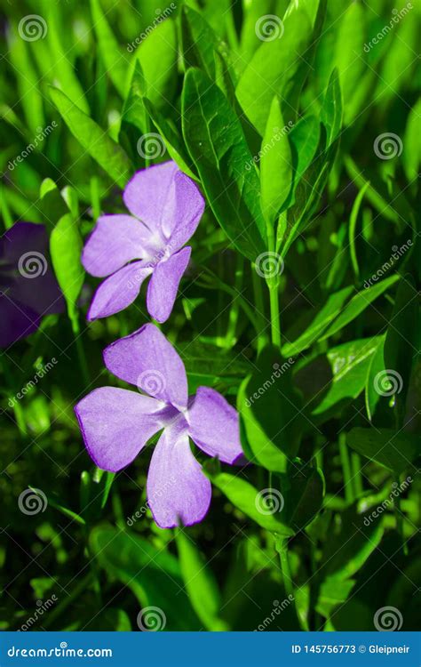 Colorful Closeup Of Spring Flower Minor Periwinkle Among Grass Stock