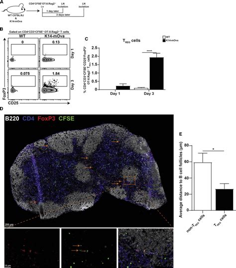 Lymph Node Stromal Cells Generate Antigen Specific Regulatory T Cells