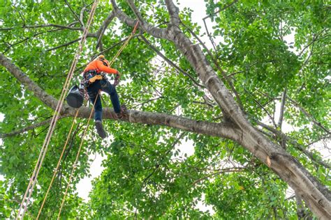 Tree Pruning Parramatta Sydney Urban Tree Services