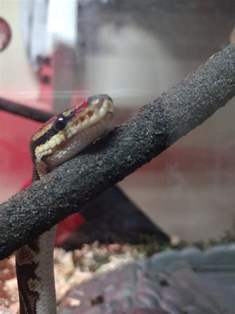 This Is Carl He Is A Bull Python I Just Got Him Yesterday Any Tips