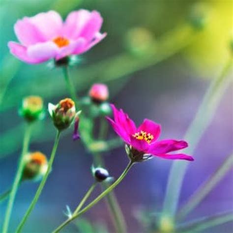 Genesis Castillo Youtube