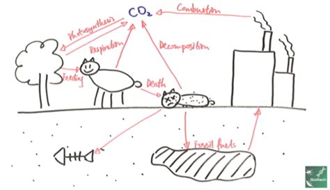 Ecosystems Flashcards Quizlet