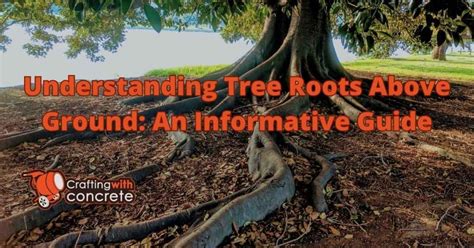 Managing Tree Roots Above Ground