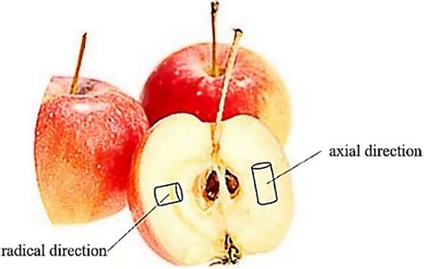 Method Of Making Test Specimen Download Scientific Diagram