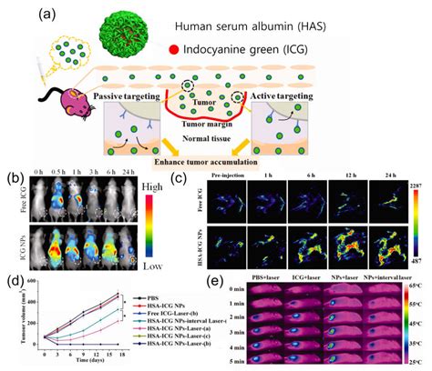 (a) Scheme of HSA-ICG nanoparticles for enhanced tumor accumulation in... | Download Scientific ...