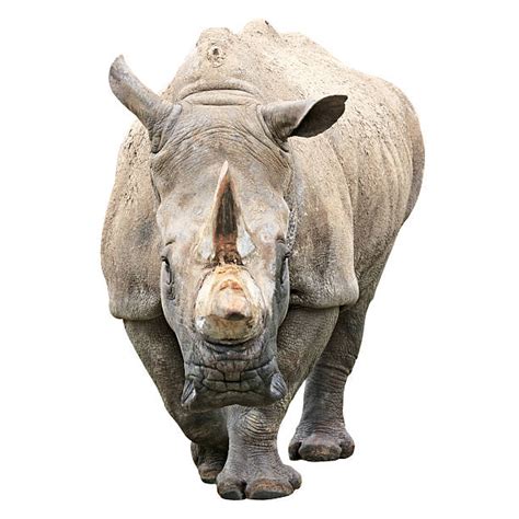 13600개 이상의 흰코뿔소 스톡 사진 그림 및 Royalty Free 이미지 Istock