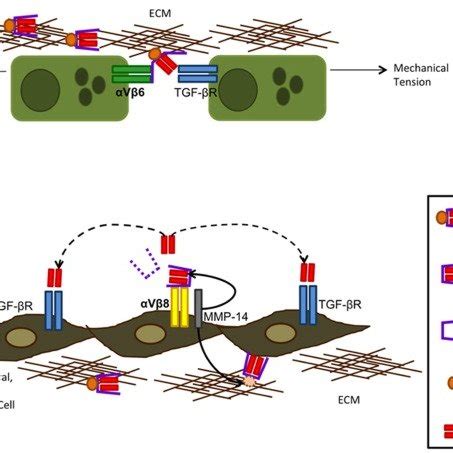 Integrin activation of TGF β can occur via αVβ A and αVβ B Download Scientific Diagram