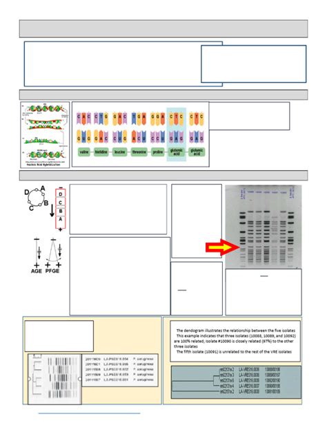 Nucleic Acid Pcr Summary Pdf