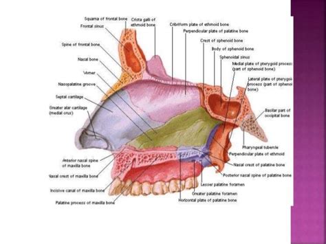 Ethmoid Bone Perpendicular Plate