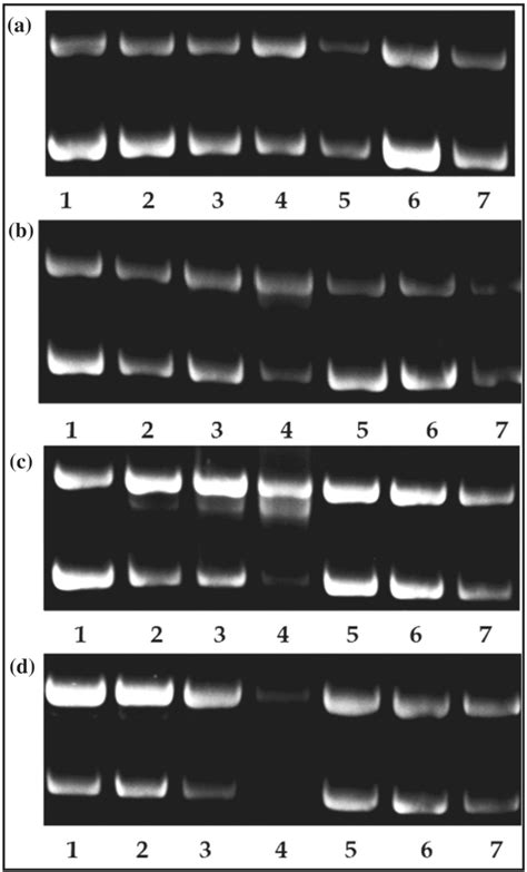 The Supercoiled Plasmid Pbr322 Dna Oxidative Cleavage And Oxidative