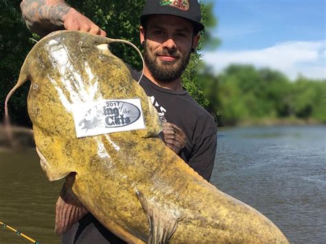 Flathead Catfish Habitat Flathead Catfish Tactics And Baits
