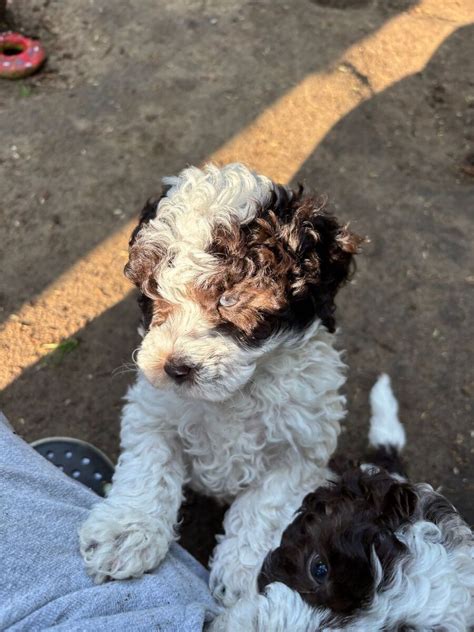 Kleinpudel Pudel Cavapoo F1b ähnlich Cockapoo Voerde Niederrhein