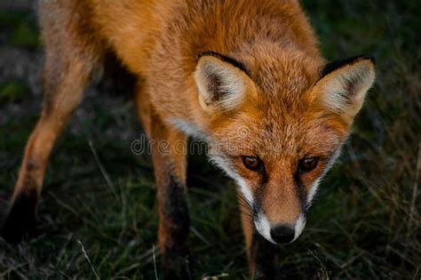 Portrait Of A Cute Wild Fox In Natural Habitat Stock Image Image Of