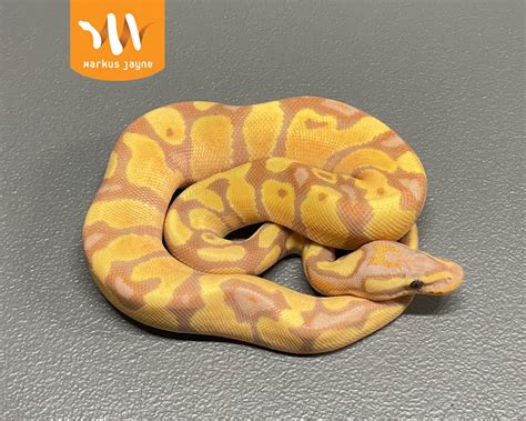 Banana Ball Python Traits Morphpedia