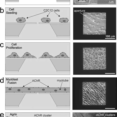 Quantitative Image Analysis Of Achr Cluster Distribution A An