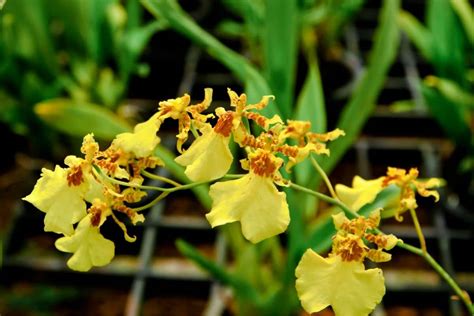 Oncidiums Dancing Lady Orchids Types How To Grow And Care Florgeous