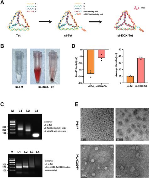 Dna Framework Nucleic Acid Delivered Sirnf8 For Colon Cancer Ijn