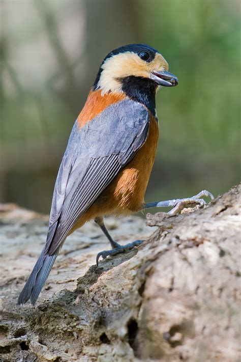 Varied Tit Identification Shanghai Birding 上海观鸟