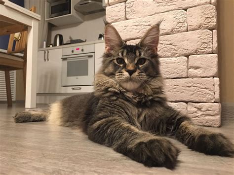 Большой кот мейн кун 82 фото