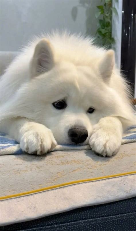 T Ng H P H Nh Nh Avatar Ch Cute D Th Ng Ng Y U