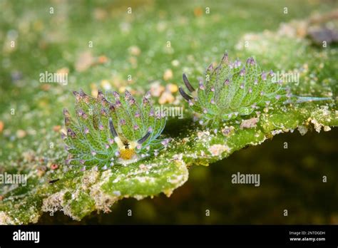 Sap Sucking Sea Slug Costasiella Kuroshimae Tulamben Bali Indonesia