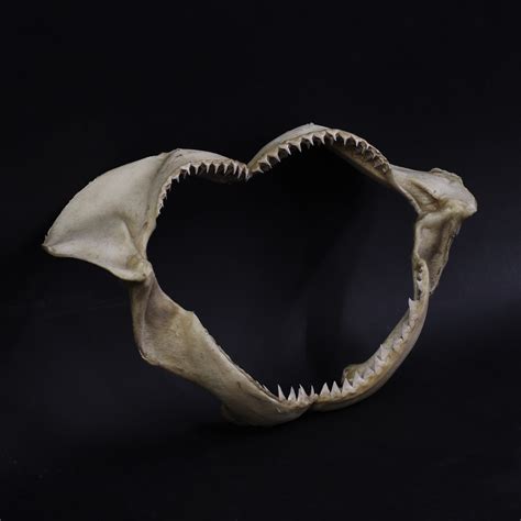 Lot 309 An Articulated Bull Shark Jaw