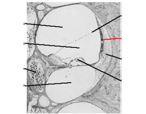 Cross Sections Of Cochlea Quiz