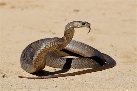 Snake Bite Response Critical First Aid Treatment Steps