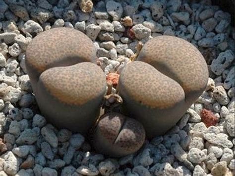 Lithops Terricolor C253 Rare Succulent Living Stone 10 Seeds Etsy