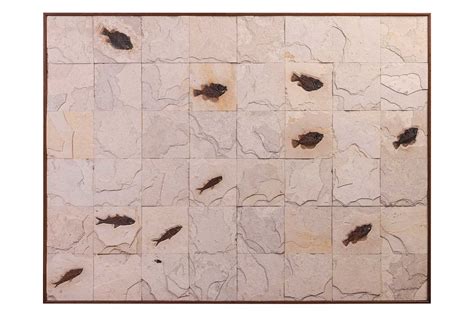 Lot 157 A Very Large Fossil Tile Plaque Eocene