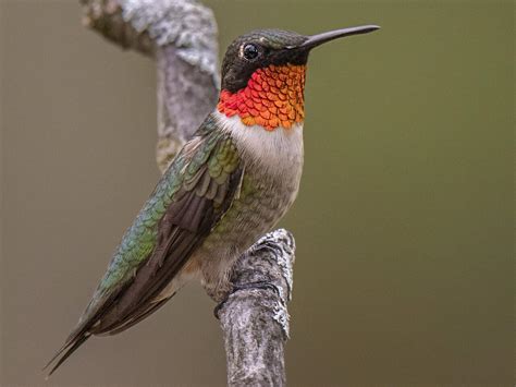 Ruby Throated Hummingbird Celebrate Urban Birds