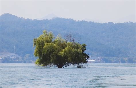 Tree In Water Aquatic Plants Free Photo On Pixabay