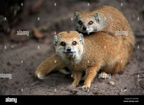 Mongoose Mating Hi Res Stock Photography And Images Alamy