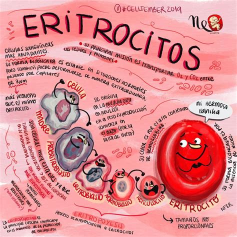 Eritrocitos Anatomía Médica Cosas De Enfermeria Estudiante De Medicina
