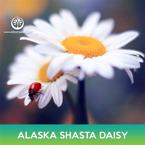 Alaska Shasta Daisy Flower Seeds Educared