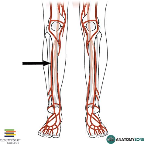 Anterior Tibial Artery Anatomyzone