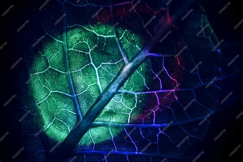 Premium Photo Close Up Beautiful Abstract Leaf In Multi Colored Neon Light Minimalism Modern