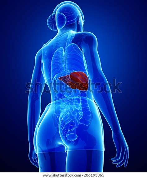 Illustration Female Liver Anatomy Stock Illustration 206193865