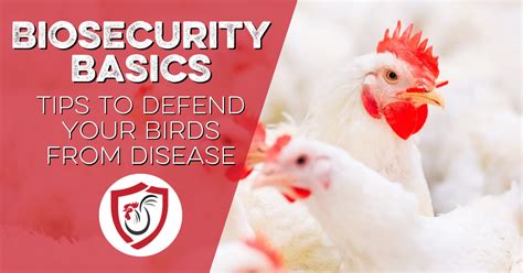 Poultry Farm Biosecurity Basics Southland Organics