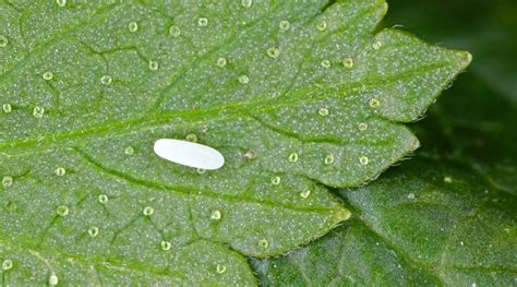 Hoverflies Beneficial Insect For Aphid Control