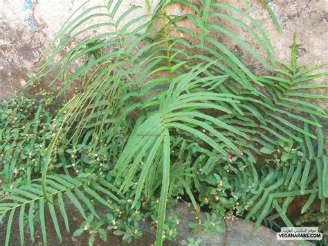 السرخسيات تنتمي إلى مجموعة النباتات