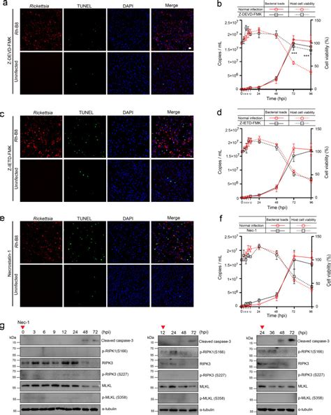 Rickettsia Heilongjiangensis Suppresses Ripk1 Kinase Mediated Host Cell Death During The